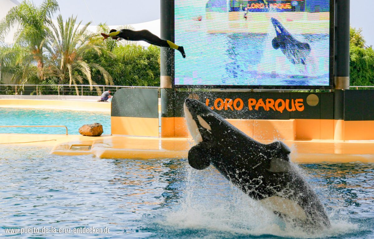 Erneut Orca im Loro Parque verstorben: Keto wurde 29 Jahre alt | Puerto ...