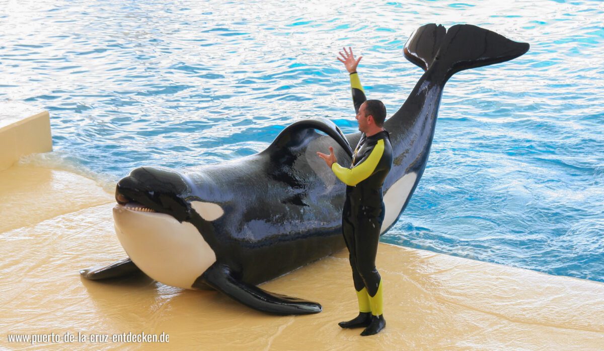 Erneut Orca im Loro Parque verstorben: Keto wurde 29 Jahre alt | Puerto ...